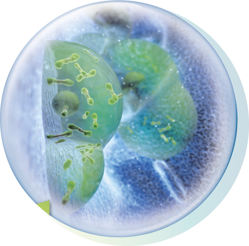 La bacteria Cutibacterium acnes | Ducray