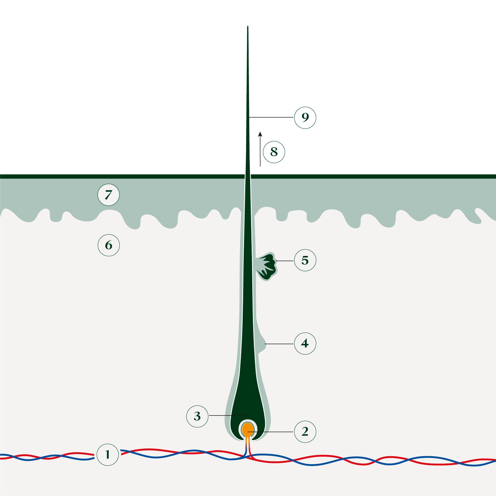 Fysiologie van de hoofdhuid: rol en samenstelling