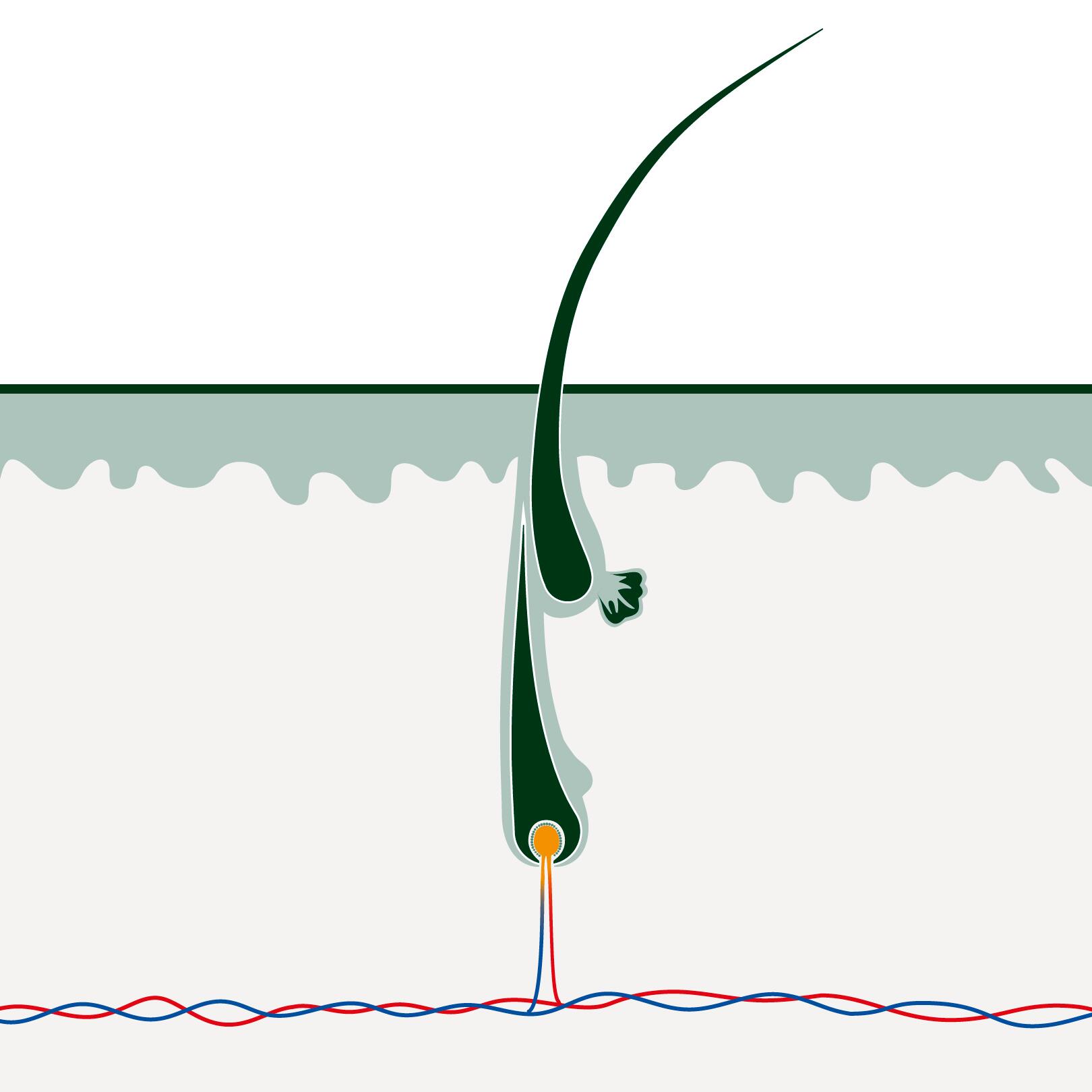 Der Lebenszyklus der Haare | Die verschiedenen Phasen