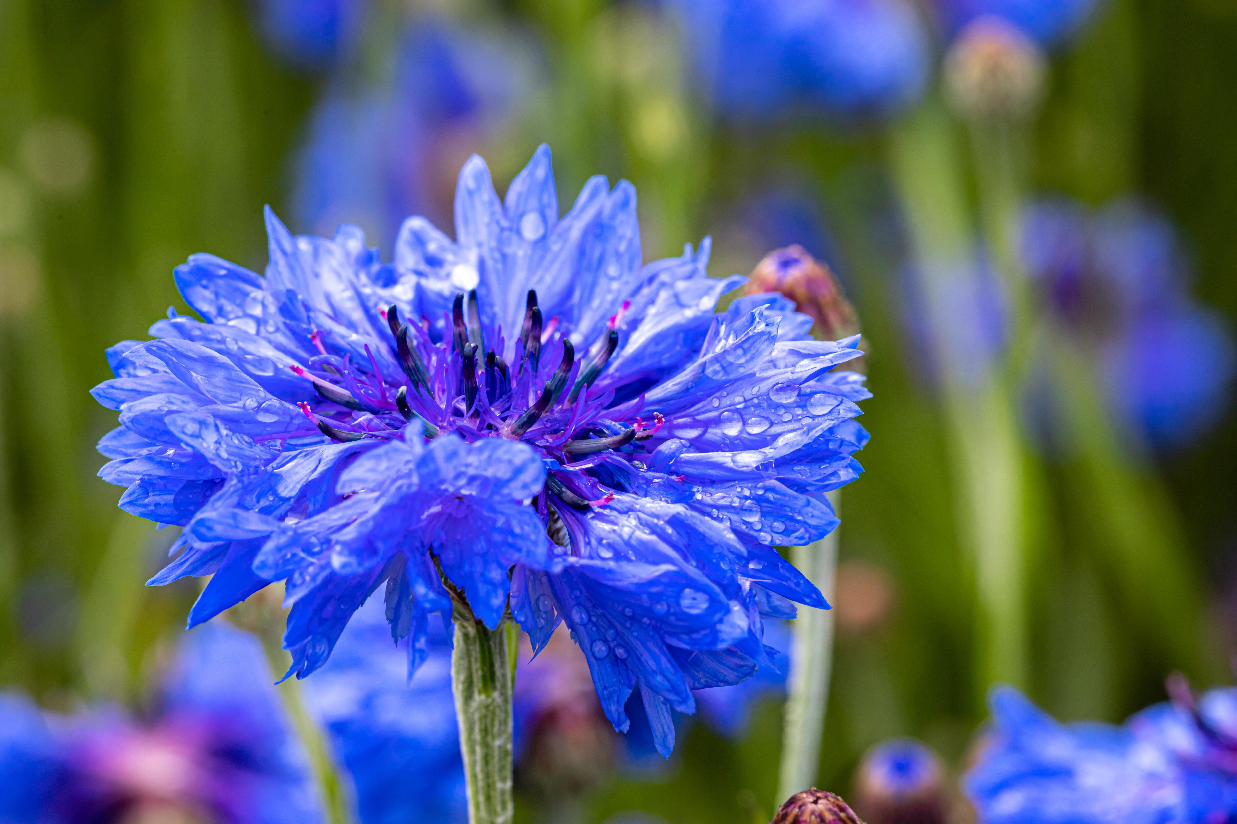 Virtudes, propriedades e benefícios da Flor de Ciano (Centáurea ...